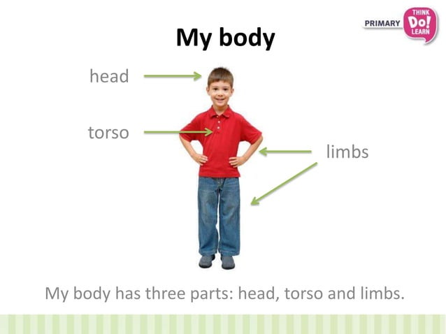 Natural Sciences Primary 1 My body English | PPT