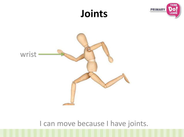 Natural Sciences Primary 1 My body English | PPT