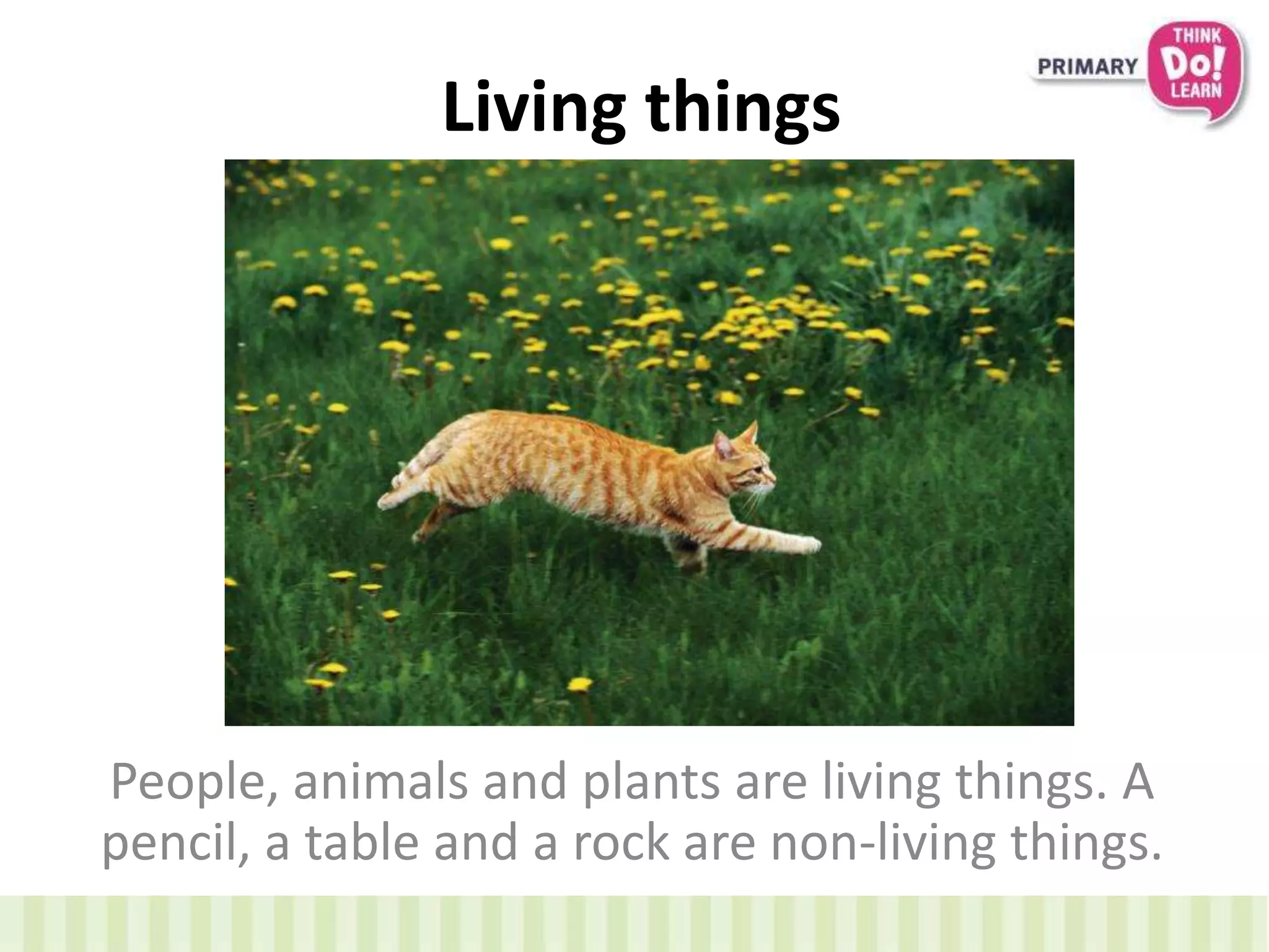 Unit 4 Living things | PPTX