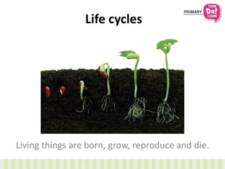 Unit 4 Living things | PPT