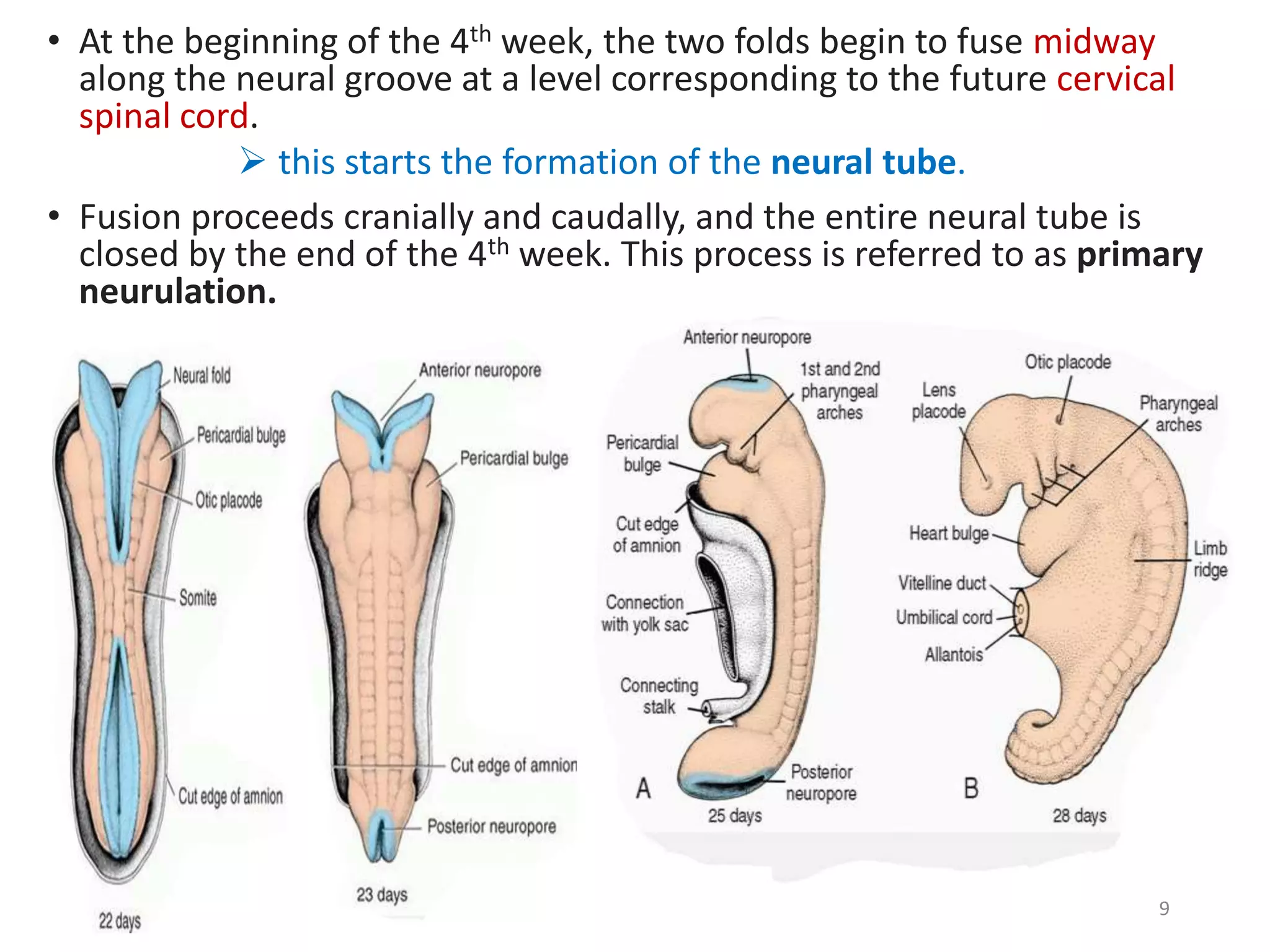 NS1 EMBRYOLOGY.pptx