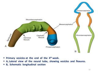 NS1 EMBRYOLOGY.pptx