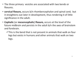 NS1 EMBRYOLOGY.pptx