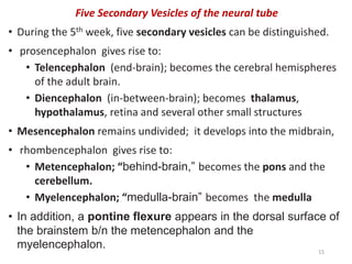 NS1 EMBRYOLOGY.pptx