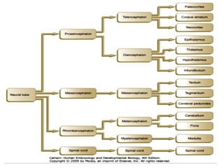 NS1 EMBRYOLOGY.pptx