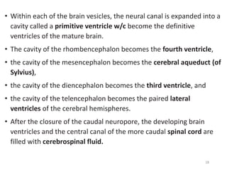 NS1 EMBRYOLOGY.pptx