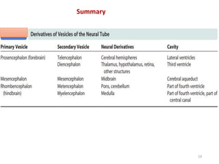 NS1 EMBRYOLOGY.pptx