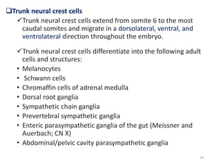 NS1 EMBRYOLOGY.pptx