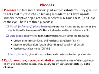 NS1 EMBRYOLOGY.pptx