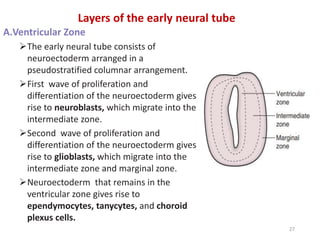 NS1 EMBRYOLOGY.pptx