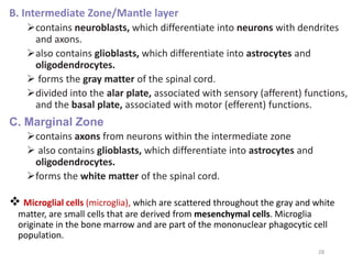 NS1 EMBRYOLOGY.pptx