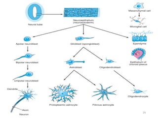 NS1 EMBRYOLOGY.pptx