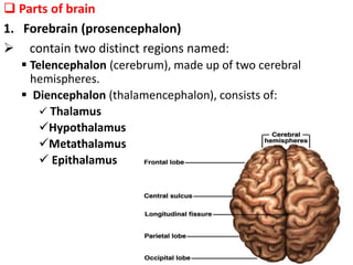 NS1 EMBRYOLOGY.pptx