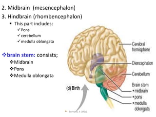 NS1 EMBRYOLOGY.pptx