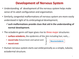 NS1 EMBRYOLOGY.pptx
