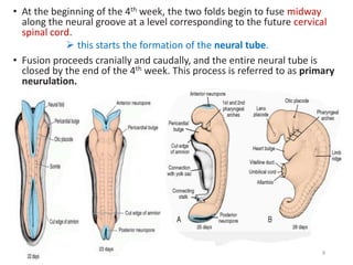 NS1 EMBRYOLOGY.pptx