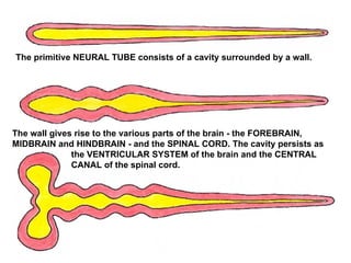 Ns2. The Nervous System And Some Developmental Problems. Compressed ...