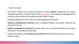 Nervous system | PPT