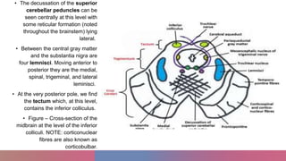 Nervous system | PPT