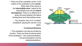 Nervous system | PPT