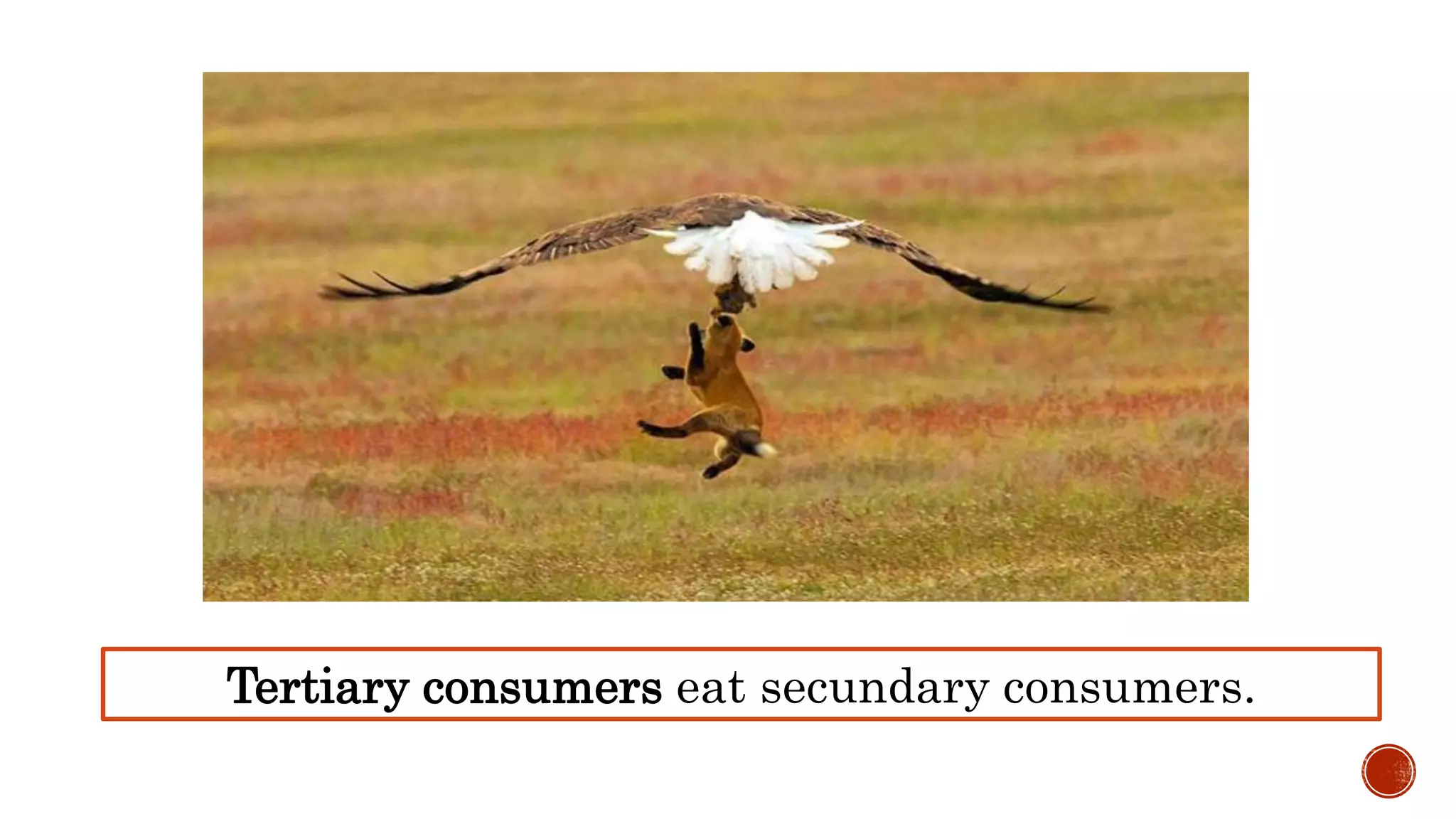 NS3 - Unit 4 Producers and consumers.pptx