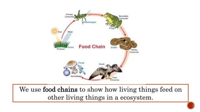 NS3 - Unit 4 Producers and consumers.pptx