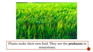 NS3 - Unit 4 Producers and consumers.pptx