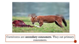 NS3 - Unit 4 Producers and consumers.pptx