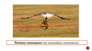 NS3 - Unit 4 Producers and consumers.pptx