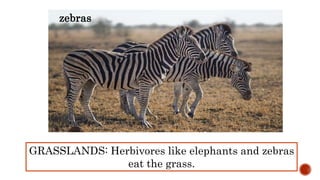 NS3 - Unit 4 Types of ecosystem.pptx