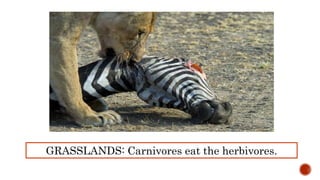 NS3 - Unit 4 Types of ecosystem.pptx