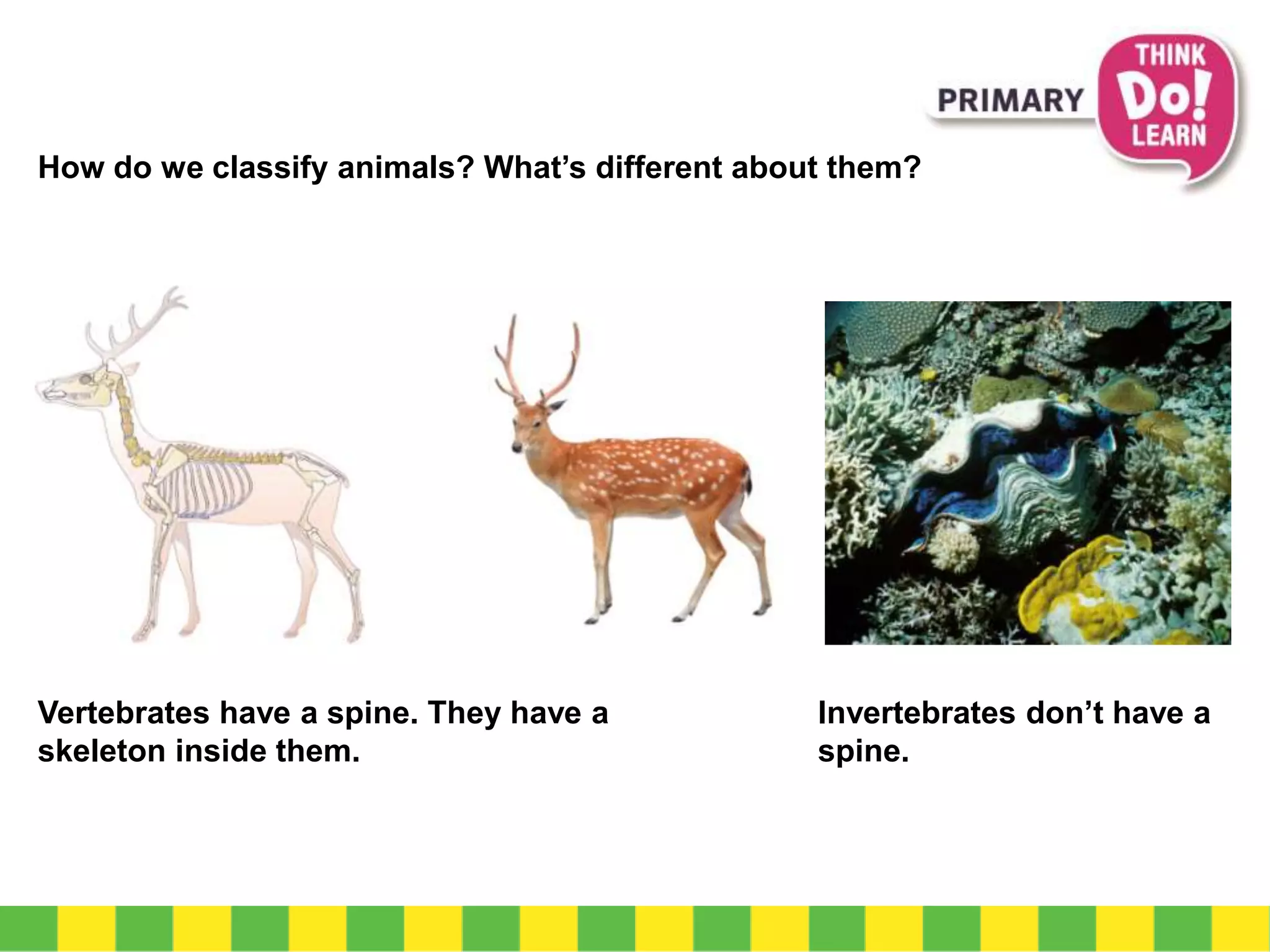 ANIMALS NATURAL SCIENCE | PPTX