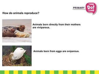 ANIMALS NATURAL SCIENCE | PPTX