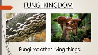 Ns3 unit 1 classification of living things 20 21 | PPT