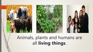 Ns3 unit 1 life processes in animals | PPT