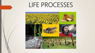 Ns3 unit 1 life processes of living things | PPTX