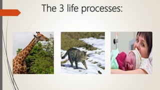 Ns3 unit 1 life processes of living things | PPTX