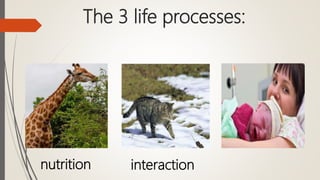 Ns3 unit 1 life processes of living things | PPTX