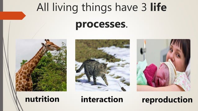 Ns3 unit 1 life processes of living things | PPTX | Biological Sciences ...