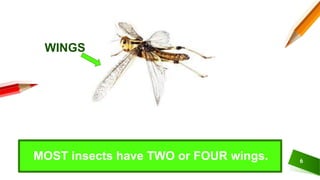 NS3 Unit 2 Insects.pptx