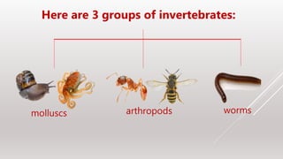 Ns3 unit 2 invertebrate animals | PPT