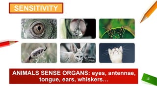 NS3 Unit 2 Life processes of animals.pptx