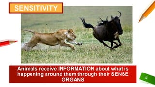 NS3 Unit 2 Life processes of animals.pptx