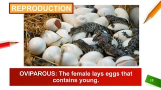 NS3 Unit 2 Life processes of animals.pptx