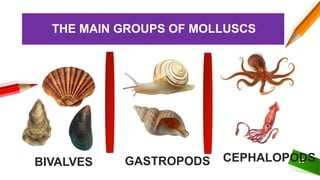 NS3 Unit 2 Molluscs.pptx | Free Download
