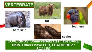 NS3 Unit 2 Types of animals.pptx