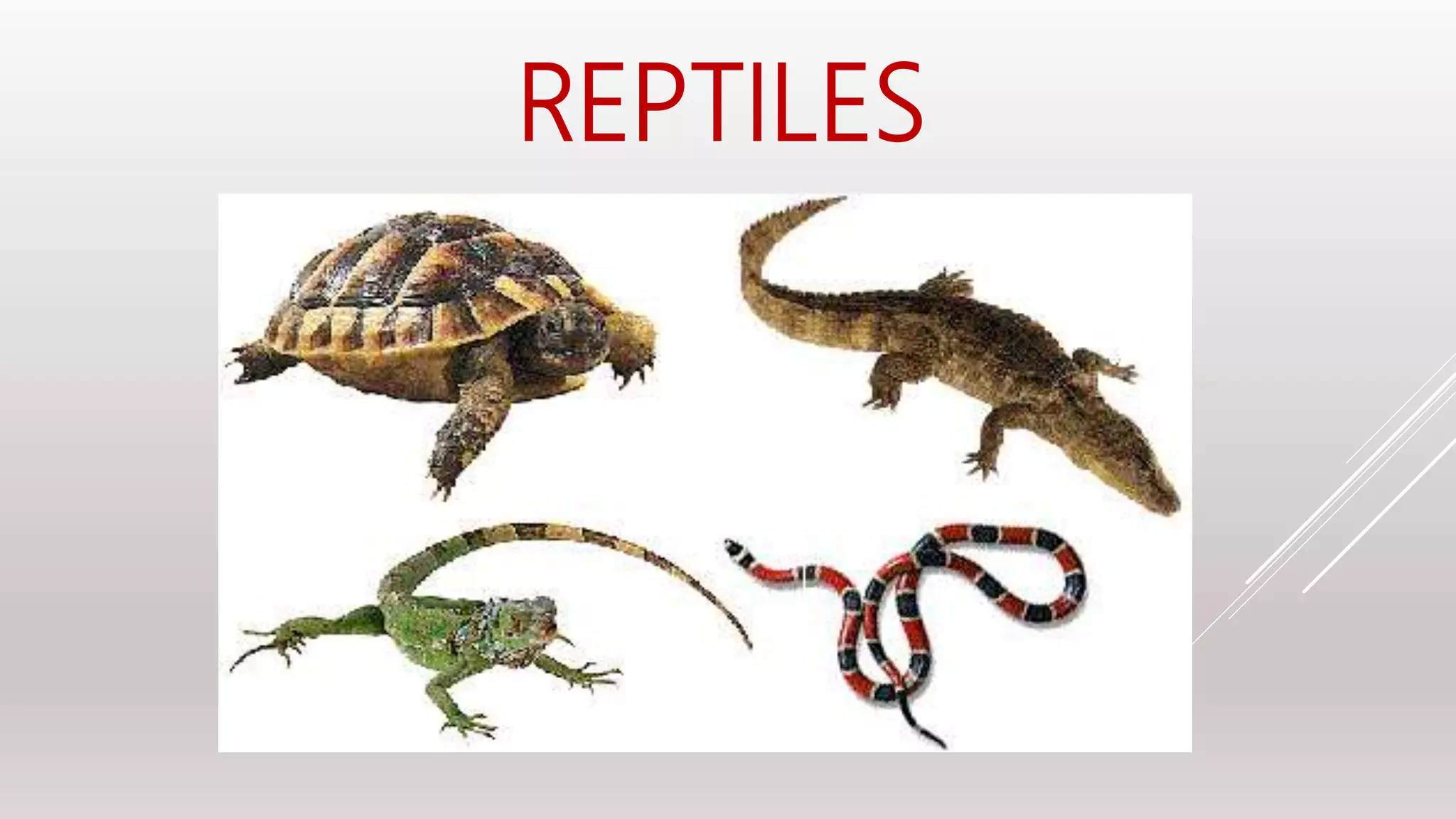 Ns3 unit 2 vertebrate groups | PPT