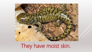 Ns3 unit 2 vertebrate groups | PPT