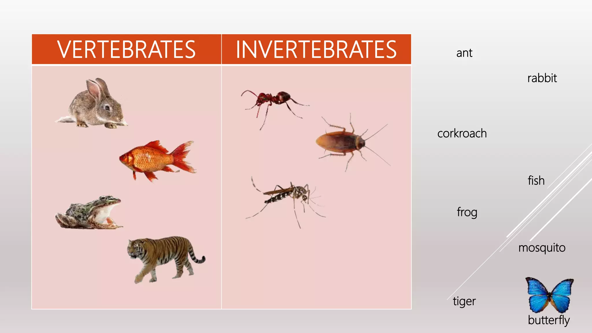 Ns3 unit 2 vertebrates and invertebrates 20 21 | PPT