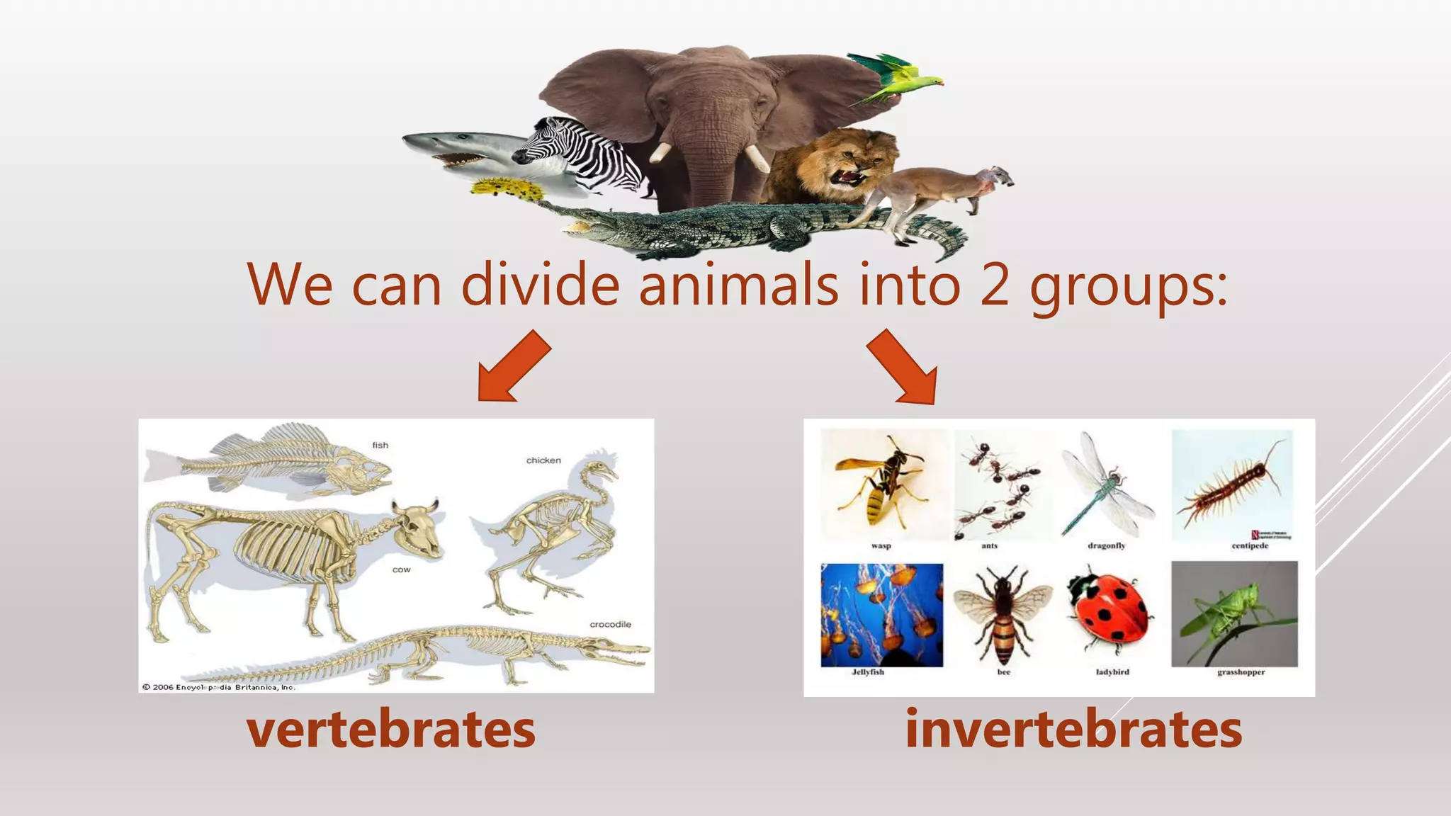 Ns3 unit 2 vertebrates and invertebrates 20 21 | PPT